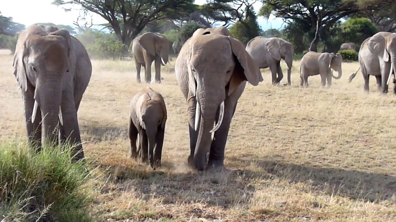 Гигантские животные