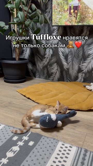 Котик играет с собачьей игрушкой 😅 #челябинск #котик #кот #tufflove