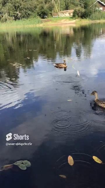 Ленинградская область. Хвойное. 18.08.2024. Рыбалка на поплавочную удочку на Вуоксе