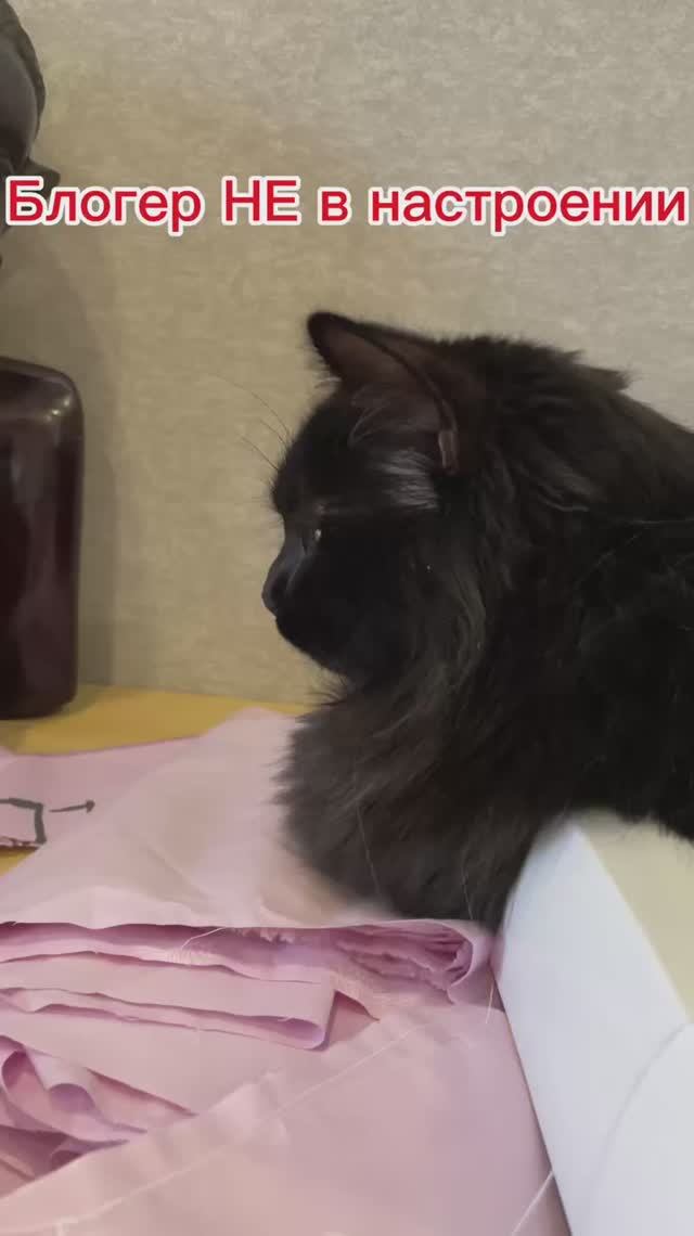 Коте надоело быть блогером