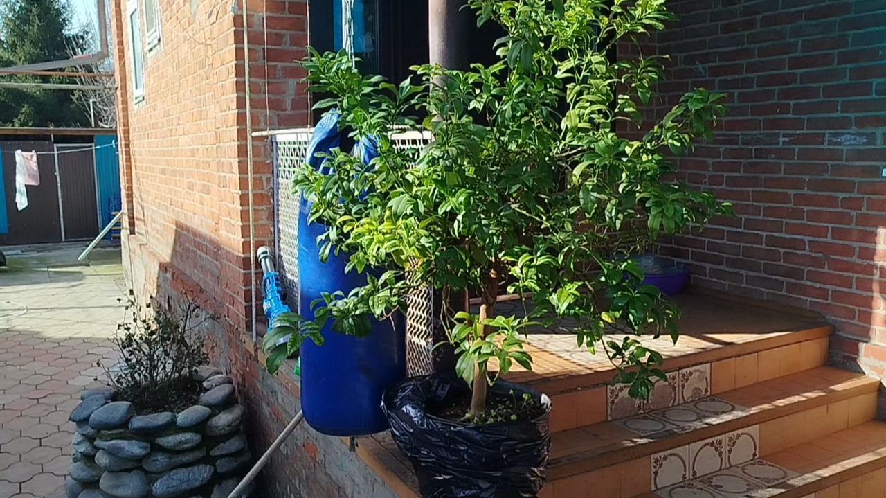 Кумкват! купил взрослый кумкват,радости нет предела!