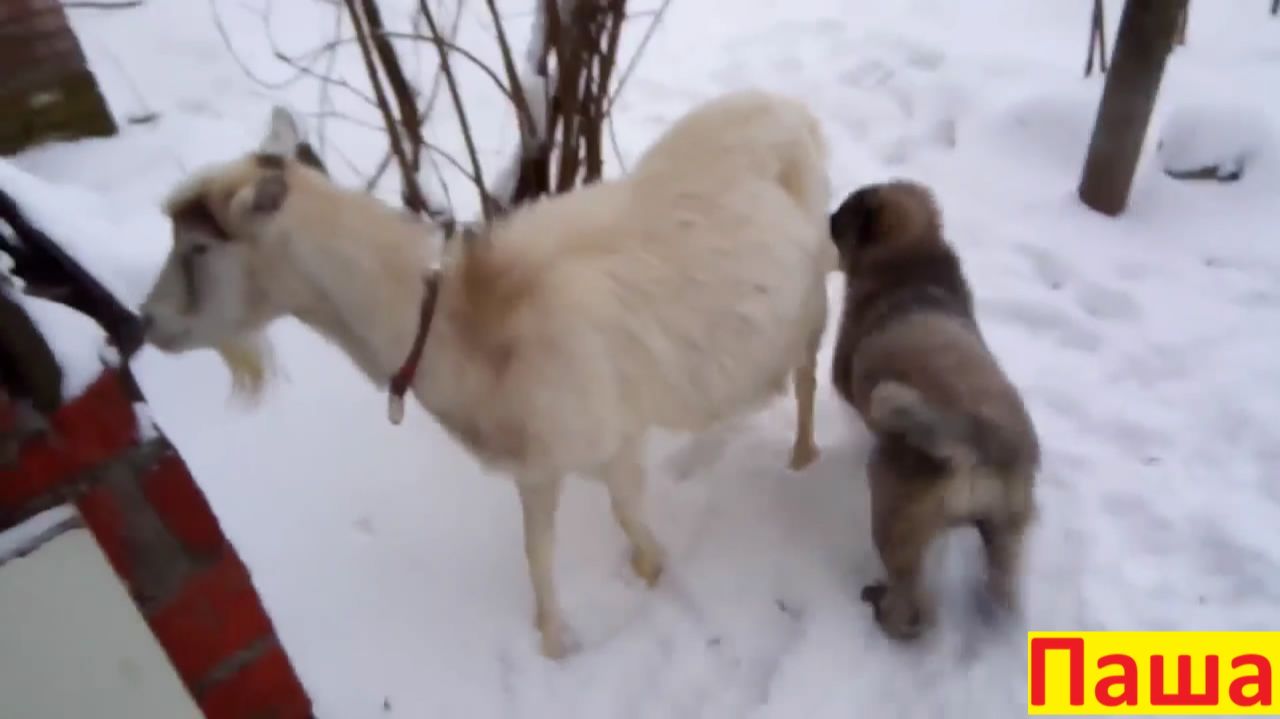 Щенок и его подруга