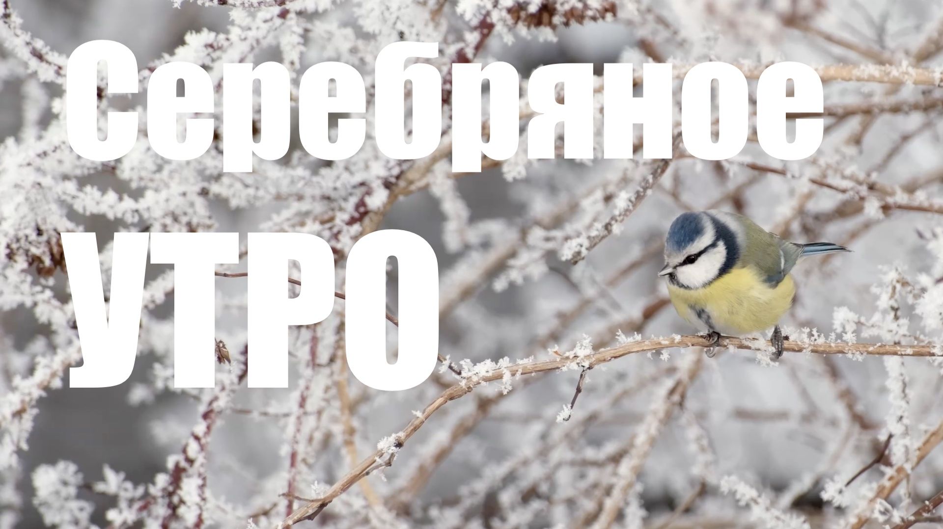 Серебряное утро I 18 февраля 2026