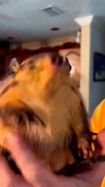 Броненосец является одним из самых древних представителей животного мира