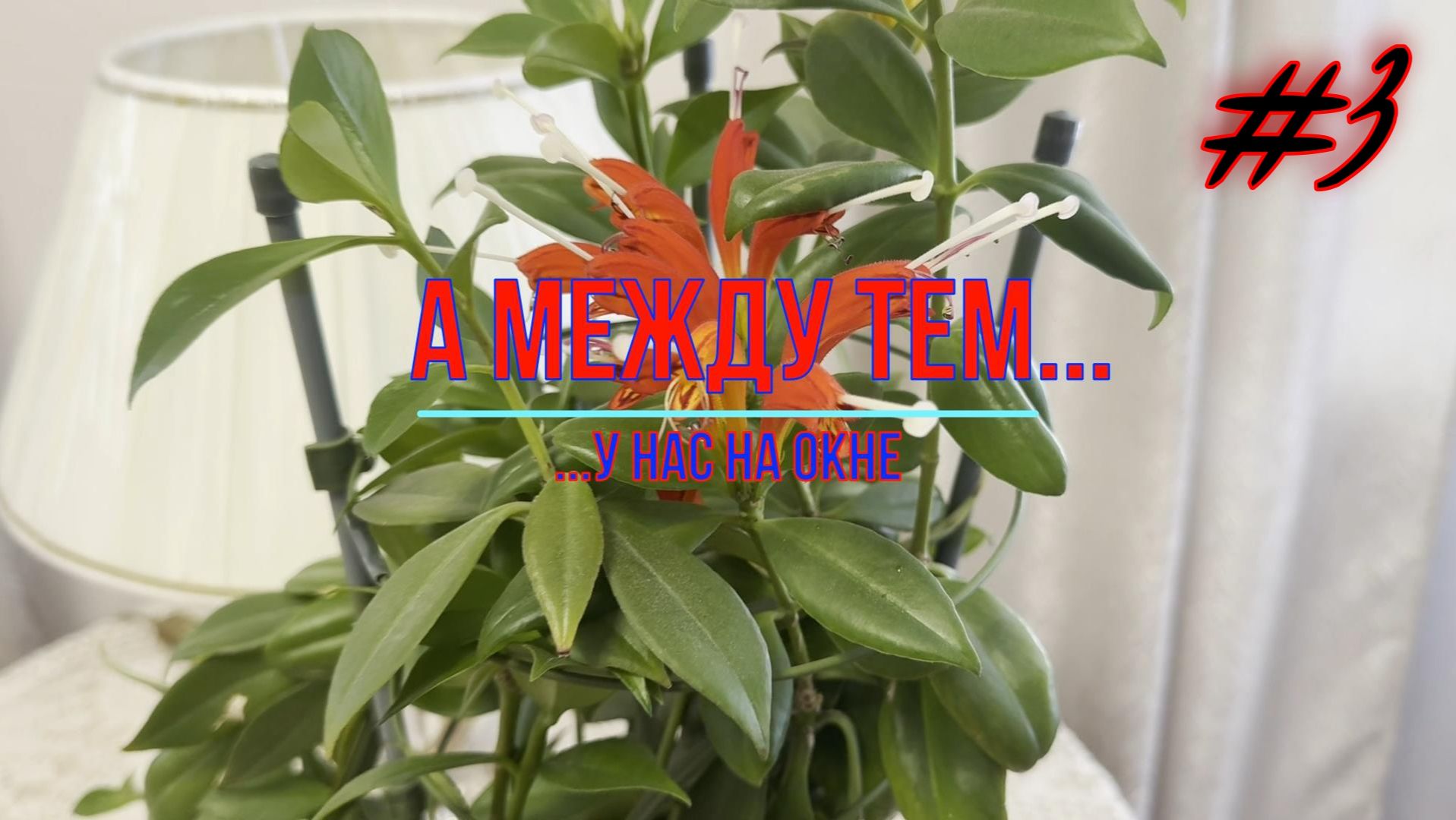 Цветы на окне #3