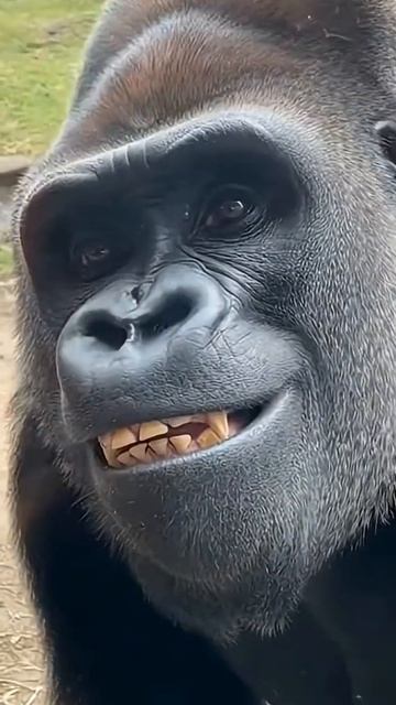 Горилла улыбается малышу в самый милый момент // Смешное видео 2026 // Приколы с животными