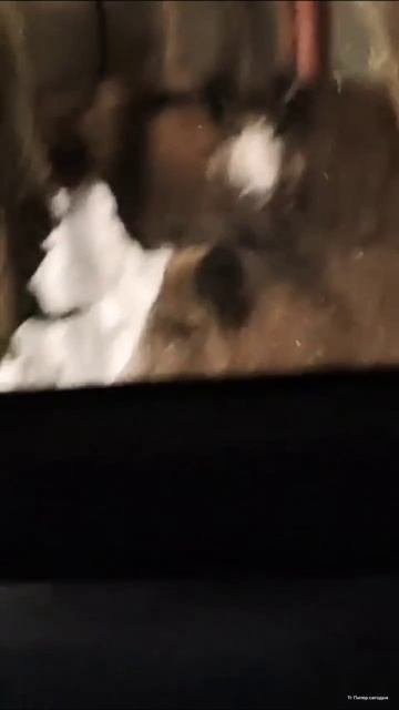 🐗 Санкт-Петербург Кабанов снова заметили в Лисьем Носу