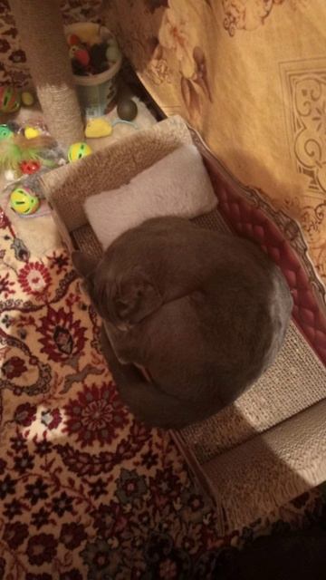 Кот Атос любит хорошо отдохнуть! #shorts #котатос #животные #милота #коты