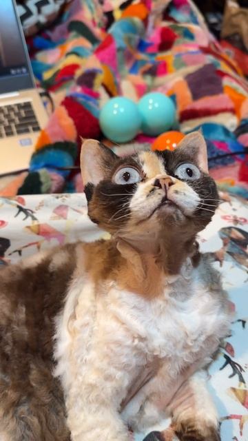 Кошка Нига - рукодельница