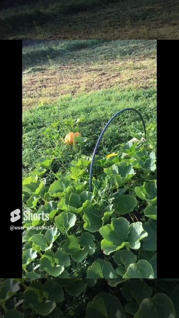 Ленобласть. Хвойное. 18.08.2024. Дача. Тыква, первая из урожая