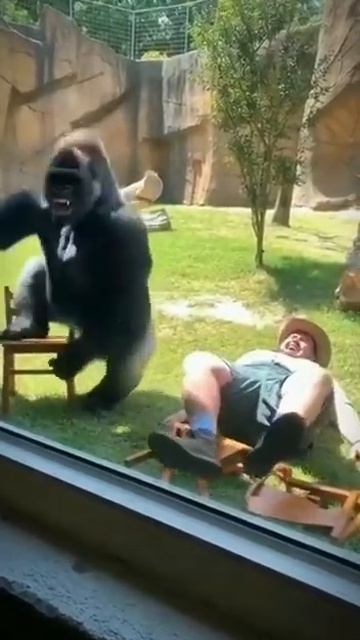Даже Горилла не смогла сдержать смех... 🤣