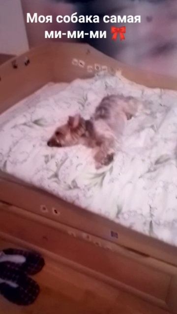 А у тебя есть питомник ❤️?