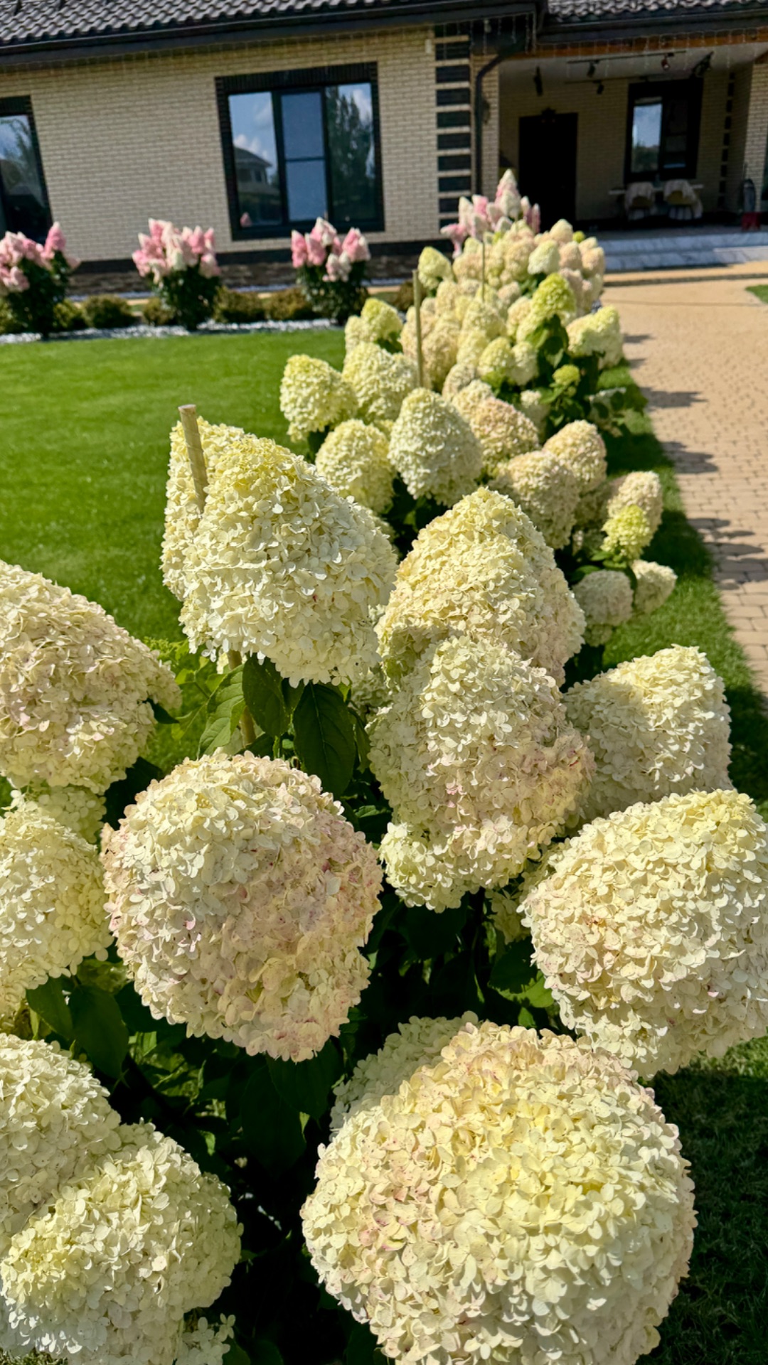 Лайм Лайт гортензия метельчатая