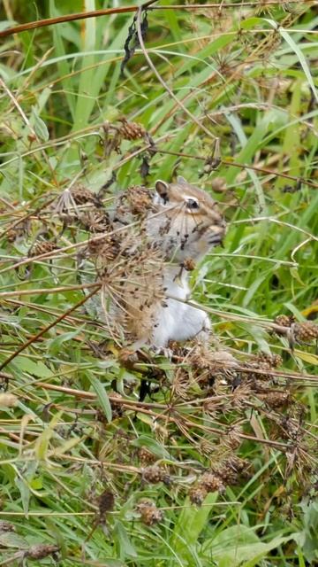 Бурундук Петенёвский