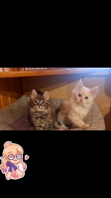 Мейн кун, котята 2,5 м