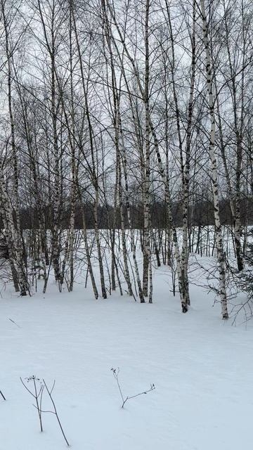 Продается  участок 8 соток в Коттеджном поселке Соколичев, около д. Полиносово, Александровский р-н