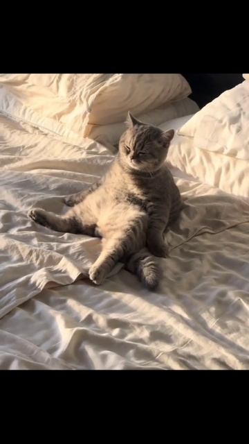 Толстые котики