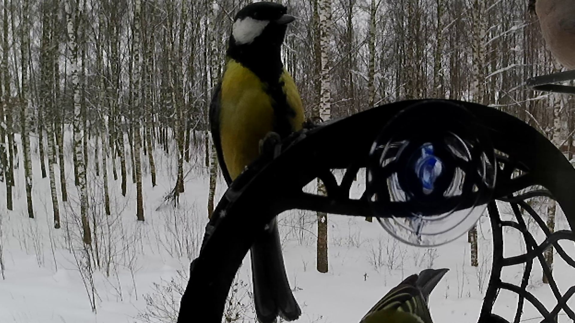 Синица высматривает кормильца