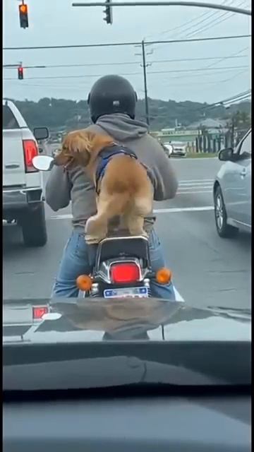 Ой, собачка! Подвижный танец 😂