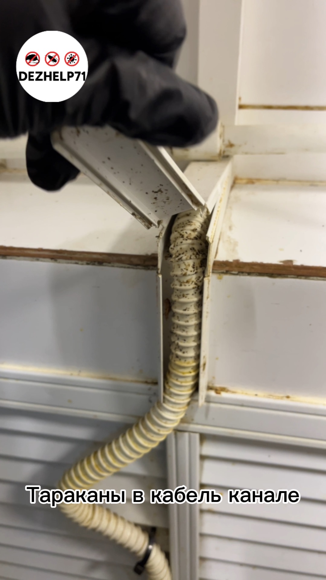 Тараканы в кабель-канале |Подпишись👍| #тараканы #кабельканал