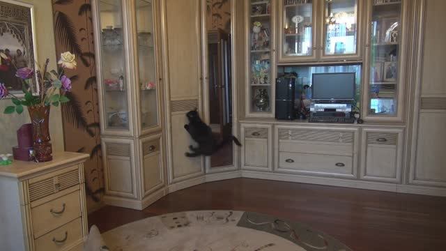 Кот Вова и лазерная линейка