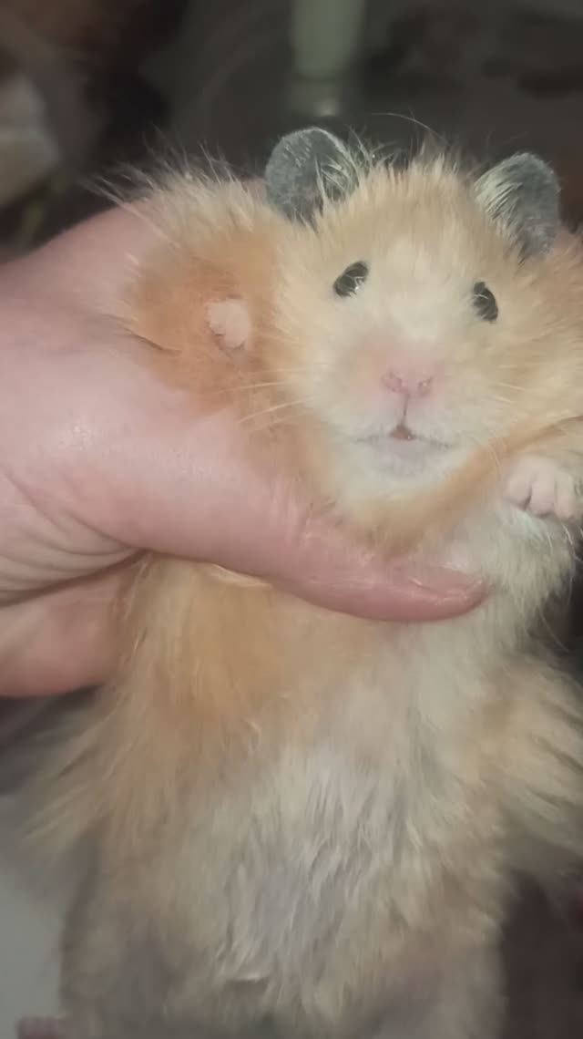 хомяк #продаю_сирийских_хомяков +79215950848 #атласный_тип_шерсти #цена 1500 рублей