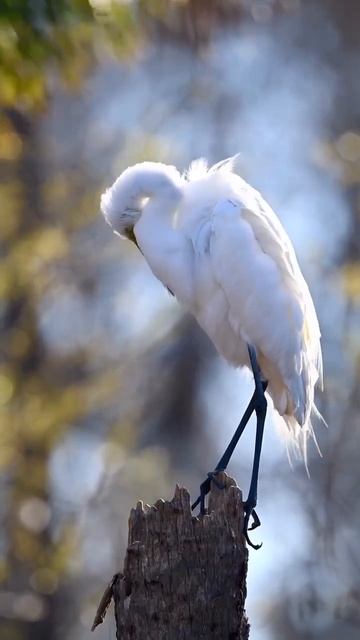 Большая белая цапля распространена в тёплых умеренных и тропических широтах