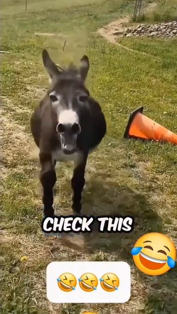 Hilarious animals talking 😂😆