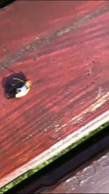 Жук упал и встать не может