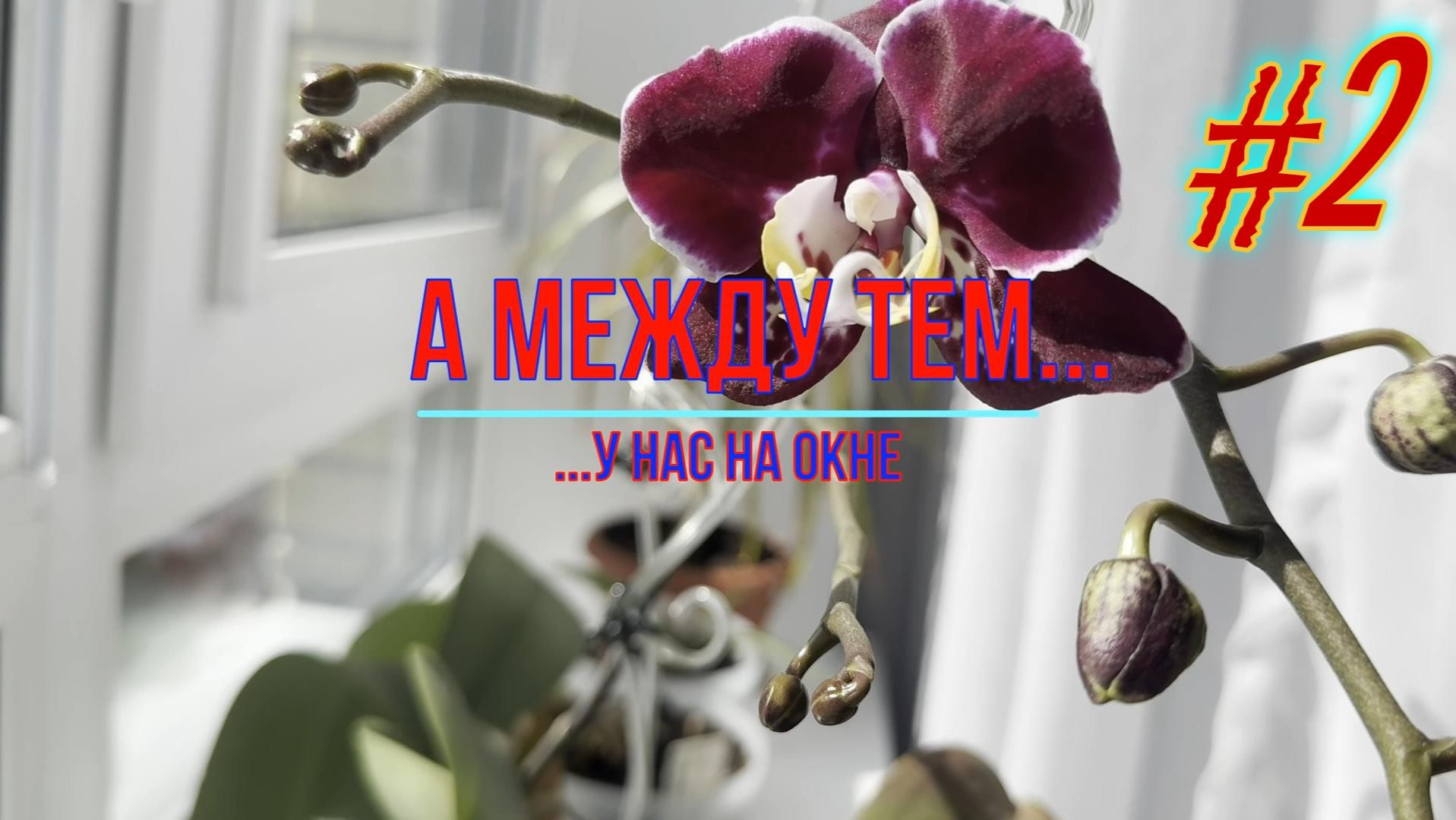 Цветы на окне #2