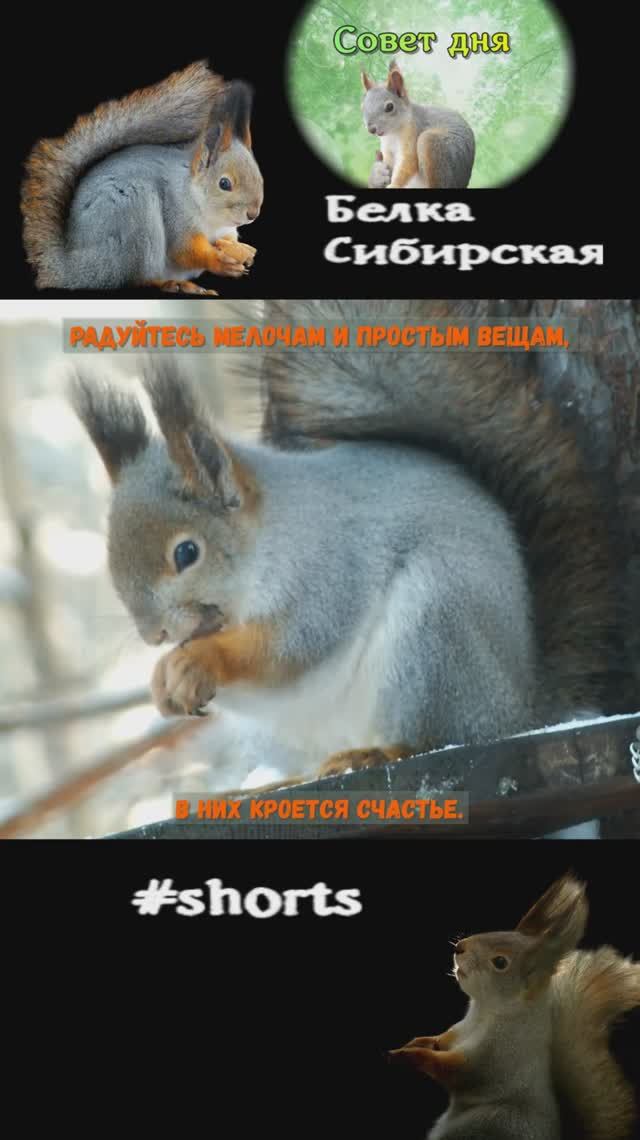 Белка угощается на кормушке