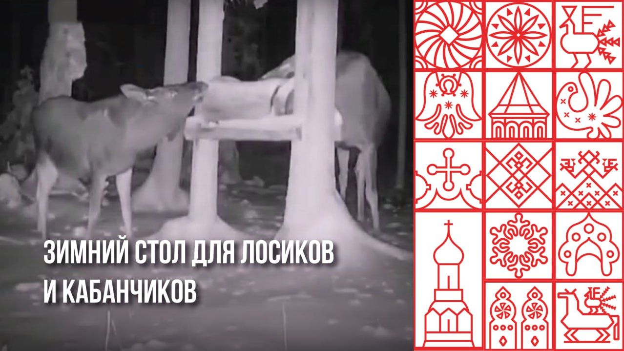 «Лесные столовые» для диких животных организованы в Вологодской области