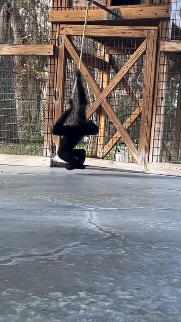 Сиаманг — это вид гиббона, который является самой крупной обезьяной среди гиббонов