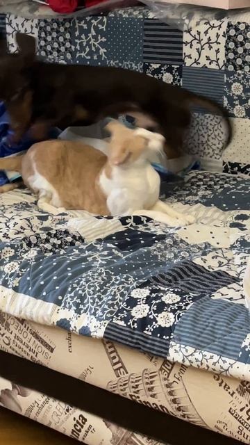 Гриша и Чапа