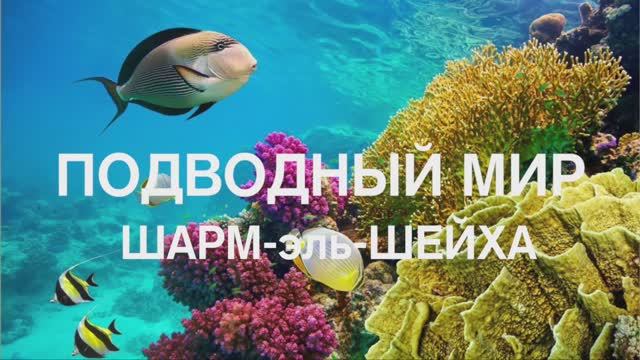 Подводный мир Шарм эль Шейха