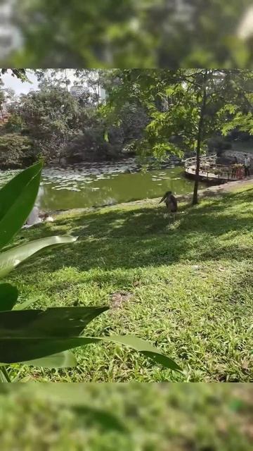 Зоопарк Хошимина. Свободные птицы #zoo #vietnam #зоопарк #sothu Sở thú