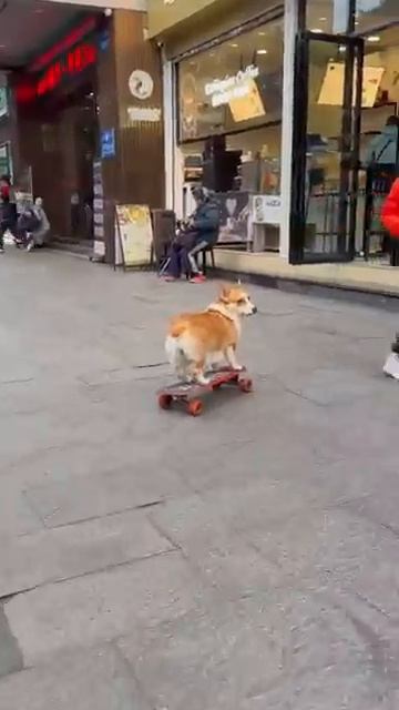 Собака на самокате Умелец покоряет улицы 🛴🐶 #shorts