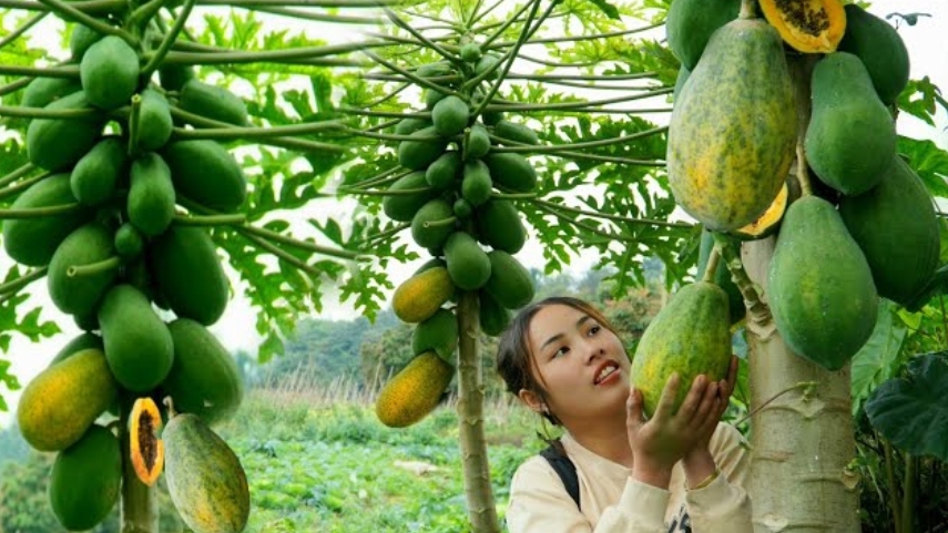 Сбор папайй в саду для продажи на местном рынке. жизнь Дуонг.