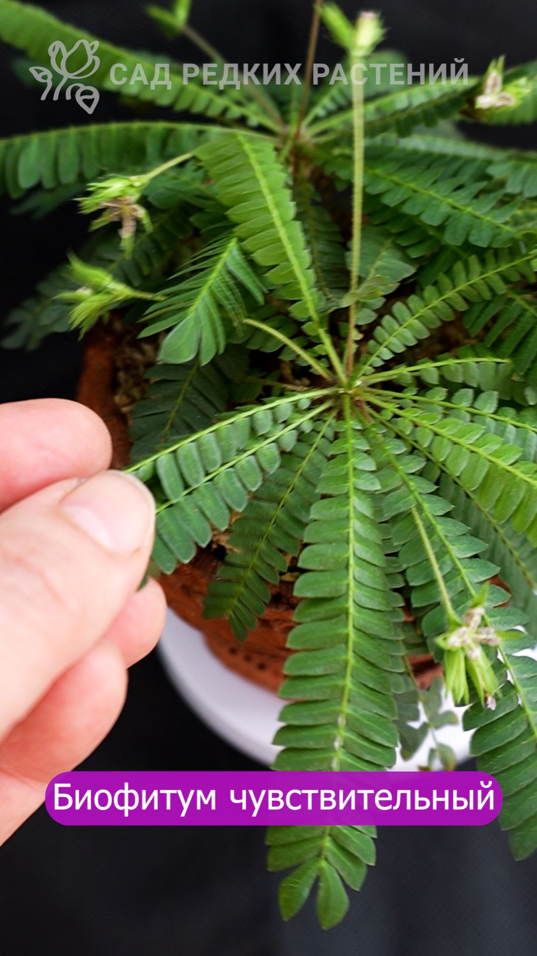 Биофитум чувствительный складывает листья #биофитум #растения #комнатныерастения