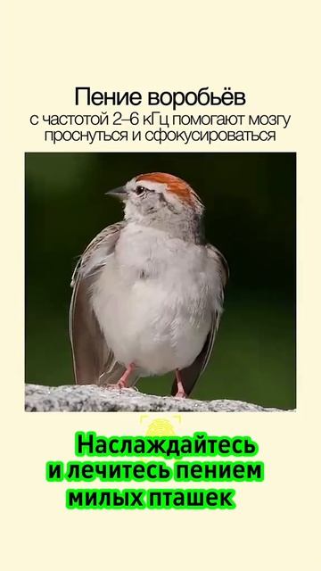 Птичье пение...