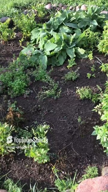 Ленобласть. Хвойное. 18.08.2024. Дача. Кустик цветущей гречихи и клумба с пряностями