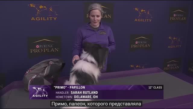 Чемпионат Best of Masters по аджилити 2026 года 🐶 Выставка собак в Вестминстере