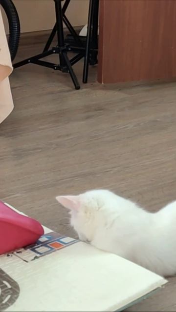 Котёнку срочно нужно спрятаться.