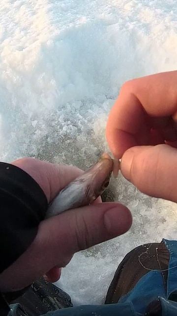 Ловля Плотвы на озере! Рыбалка в глухозимье 2026!