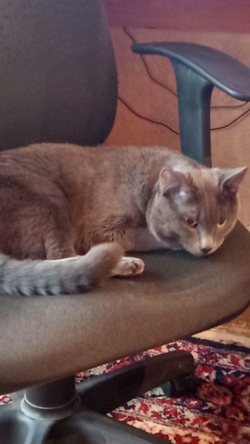 Рабочие будни кота Атоса - эдит #shorts #котатос #животные #котбосс #эдиты