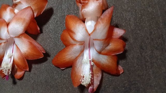 Шлюмбергера сеянцы №1 и №2 (Vlasova' 2026)