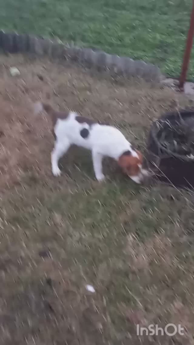 Наш новый питомец -Джулия