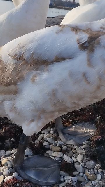 Лебеди в Евпатории 2