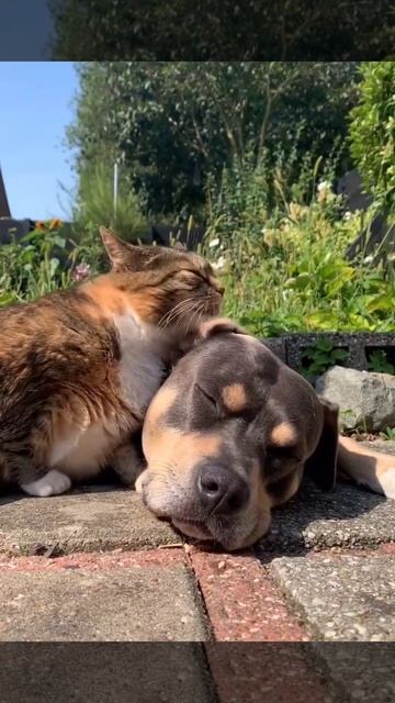 Лучшие друзья