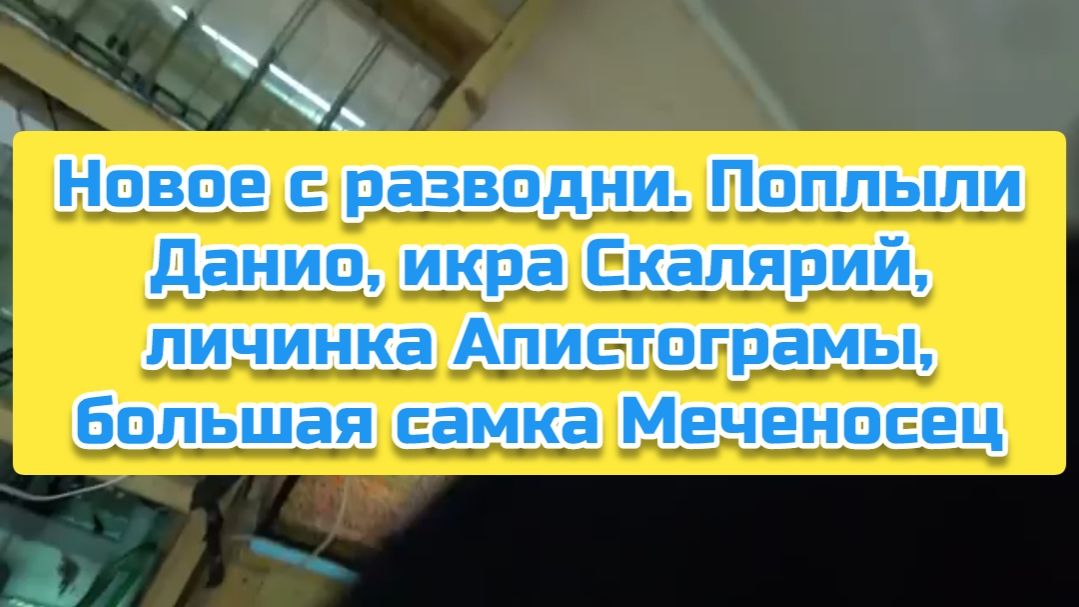 Новое с разводни. Поплыли Данио, икра Скалярий, личинка Апистограмы, большая самка Меченосец